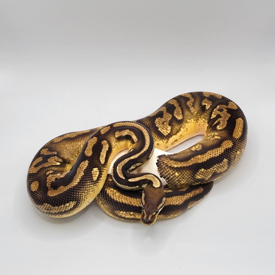 Black Pastel Enchi Orange Dream Yellow Belly Het Pied Ball Python by ...