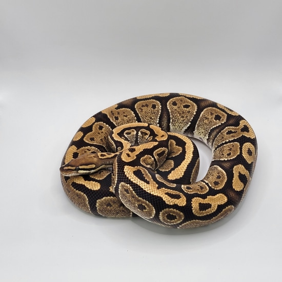 Shredder Het Hypo Ball Python by Monroe Morphs LLC