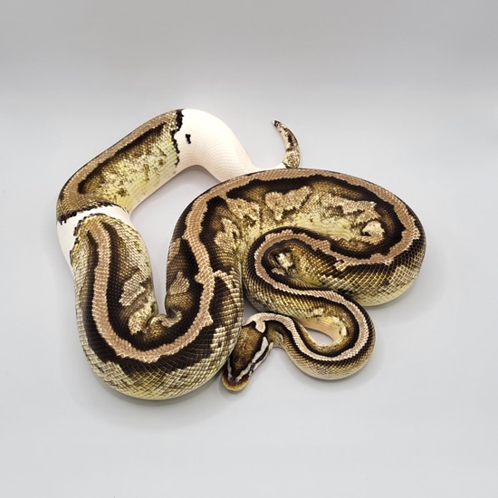 Pastel Axanthic (VPI) Pied Ball Python by Monroe Morphs LLC