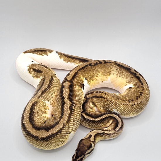 Pastel Asphalt Pied Ball Python by Monroe Morphs LLC
