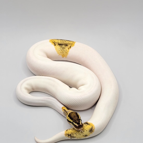 Fire Or Vanilla Pied Het Axanthic (VPI) 50% Het Axanthic (MJ) Ball ...