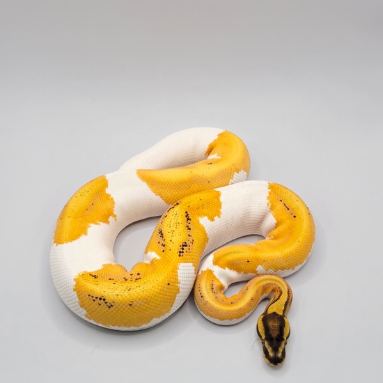 Super Orange Dream Enchi Vanilla Yellow Belly Pied 50% Het Axanthic (MJ ...