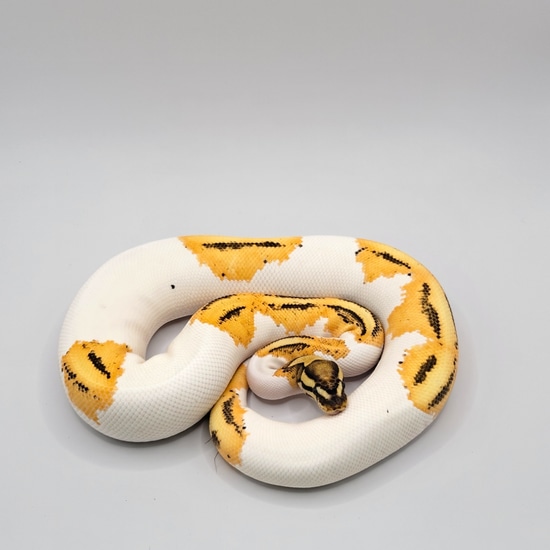 Orange Dream Enchi Yellow Belly Vanilla Pied Ball Python by Monroe Morphs LLC