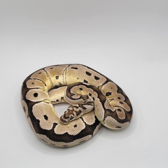 Axanthic (VPI) Clown Ball Python by Monroe Morphs LLC