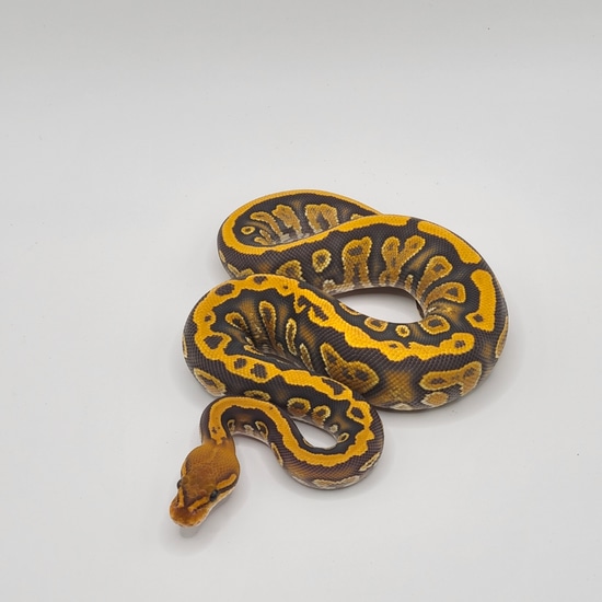 Hypo Cypress Shredder (YB) Ball Python by Monroe Morphs LLC