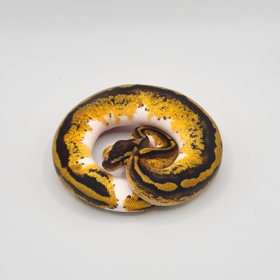 Asphalt Pied Het Axanthic (VPI) Ball Python by Monroe Morphs LLC