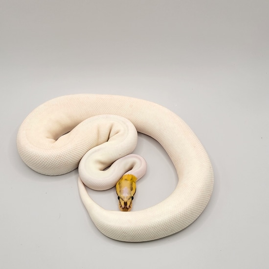 Vanilla Cream Leopard Pied Ball Python by Monroe Morphs LLC