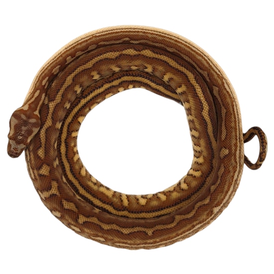 Genetic Stripe / Stonewashed Bredls Python ( Morelia Bredli ) '24 ...