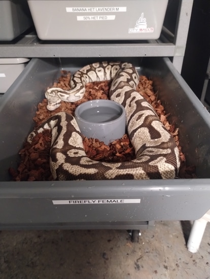 FIREFLY Ball Python by Mid Atlantic Morphs