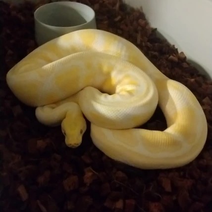 Albino Spotnose Rtb Ball Python by Mid Atlantic Morphs