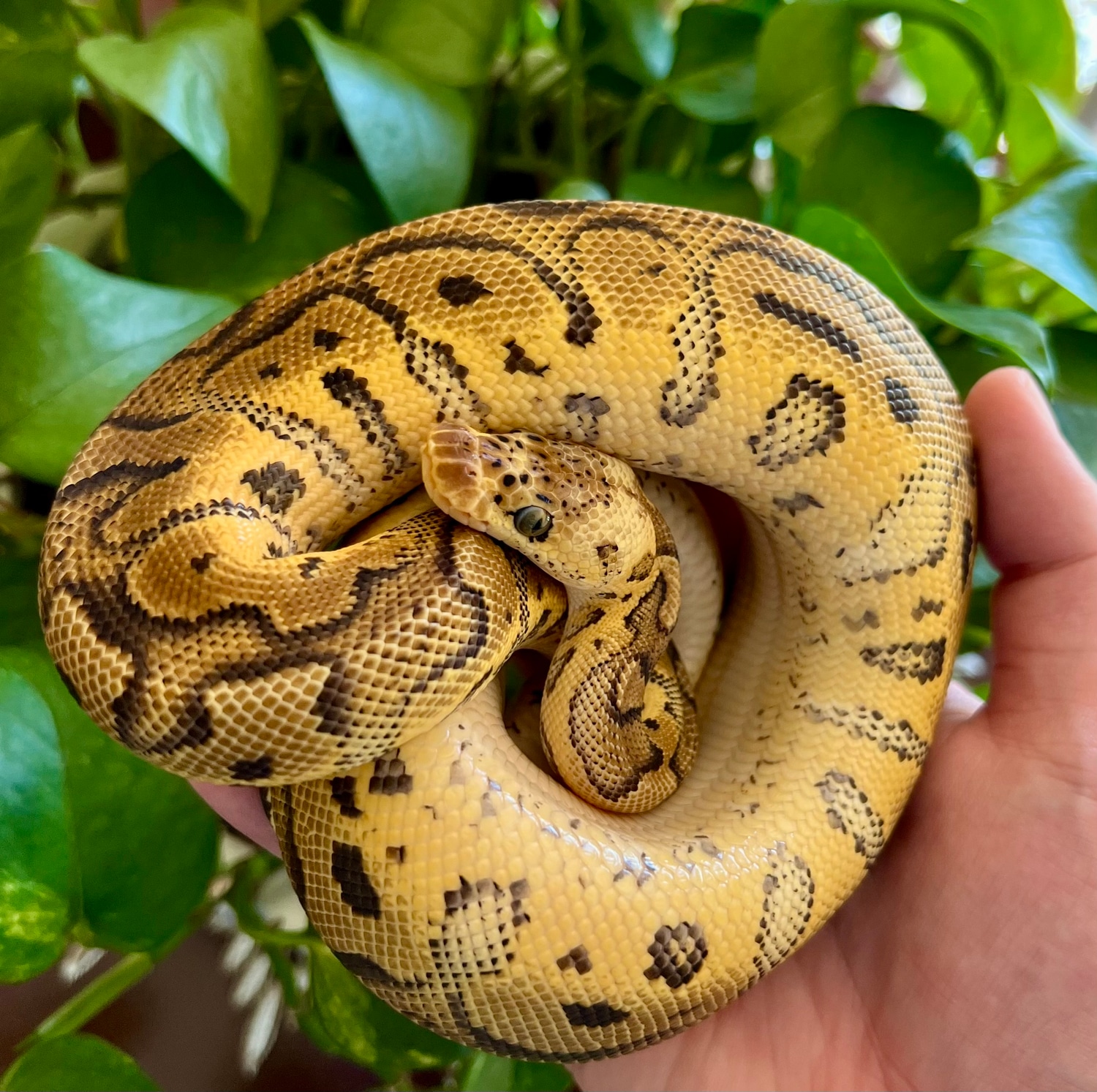 Free Shipping! Pastel Clown Ball Python by Galactic Reptiles - MorphMarket