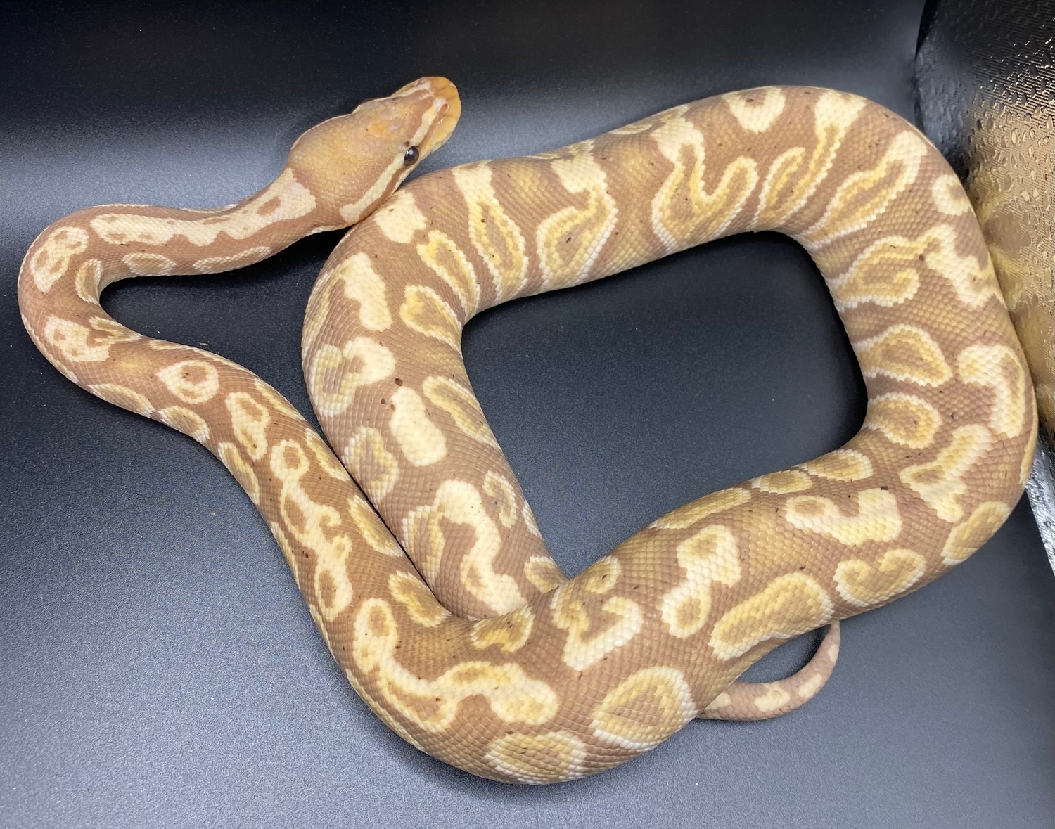 Banana GHI Het Clown Ball Python by Galactic Reptiles - MorphMarket