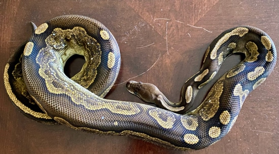 Free Shipping!RTB Proven Cinna Cal Ball Python by Galactic Reptiles