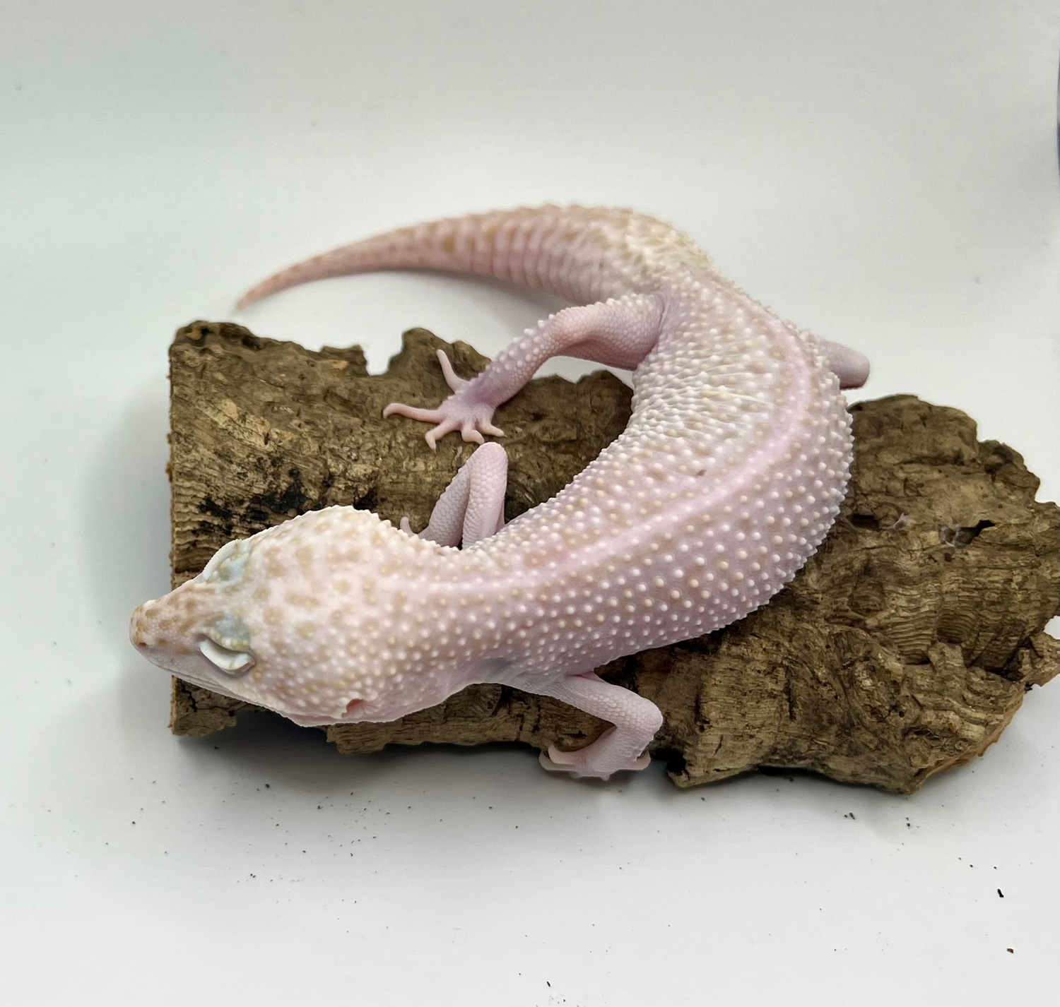 Proven Female Super Snow Tremper Het Eclipse PH Blizzard Leopard Gecko ...