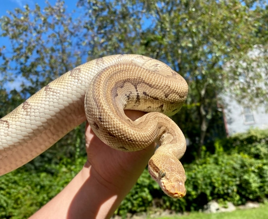 Dragonfly Mojave Ball Python by Galactic Reptiles