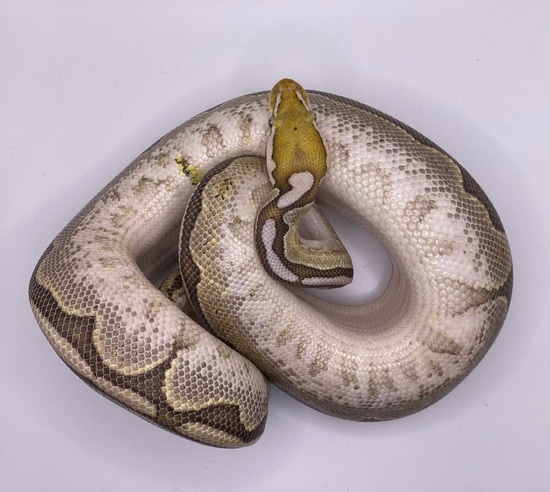Bamboo Chocolate Ball Python by Galactic Reptiles