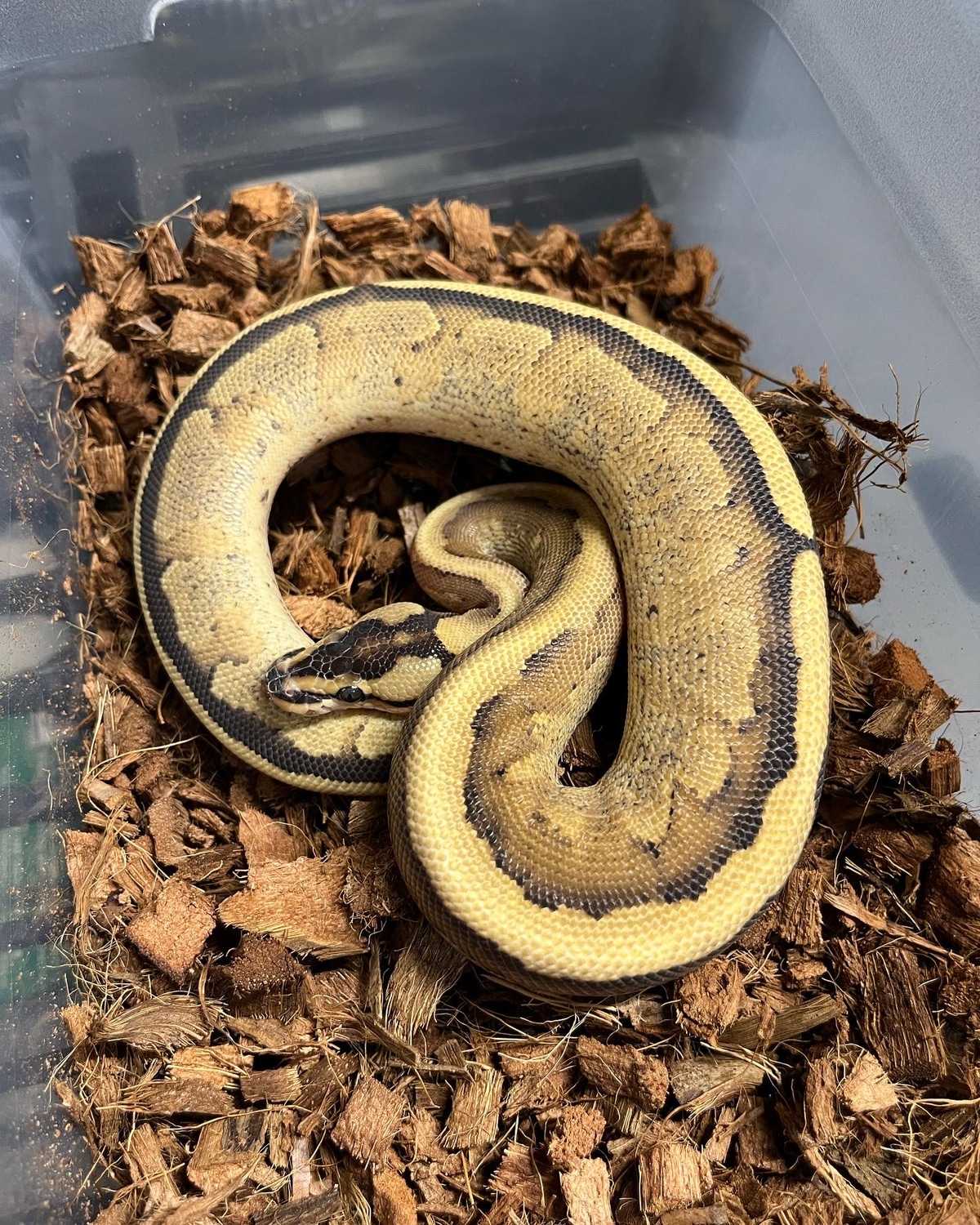 Super Stripe Ball Python by DJs Constrictors - MorphMarket