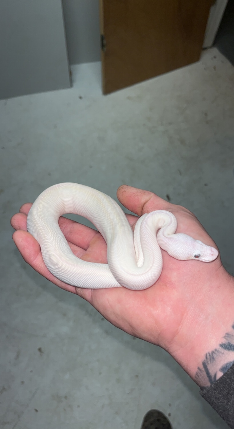 Super Lesser Ball Python by DJs Constrictors - MorphMarket
