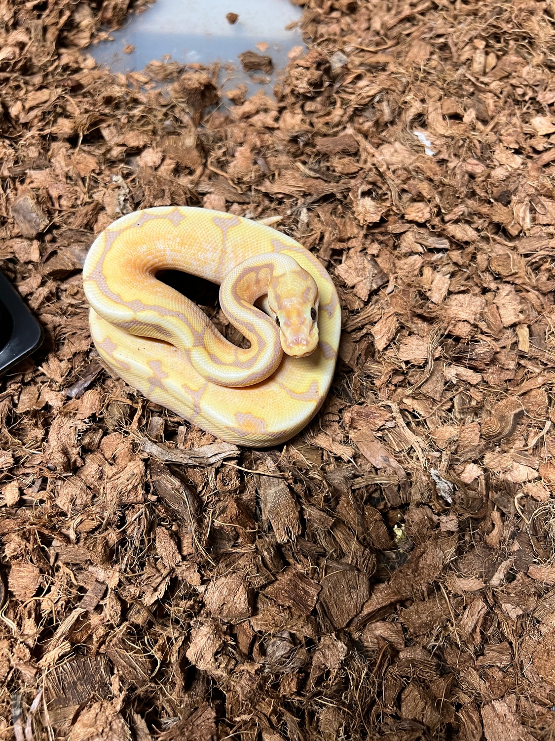 Banana Spider DBL Het Hypo Clown Ball Python by DJs Constrictors ...