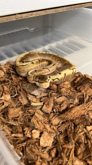 Spinner 100% Het Clown Ball Python by DJs Constrictors