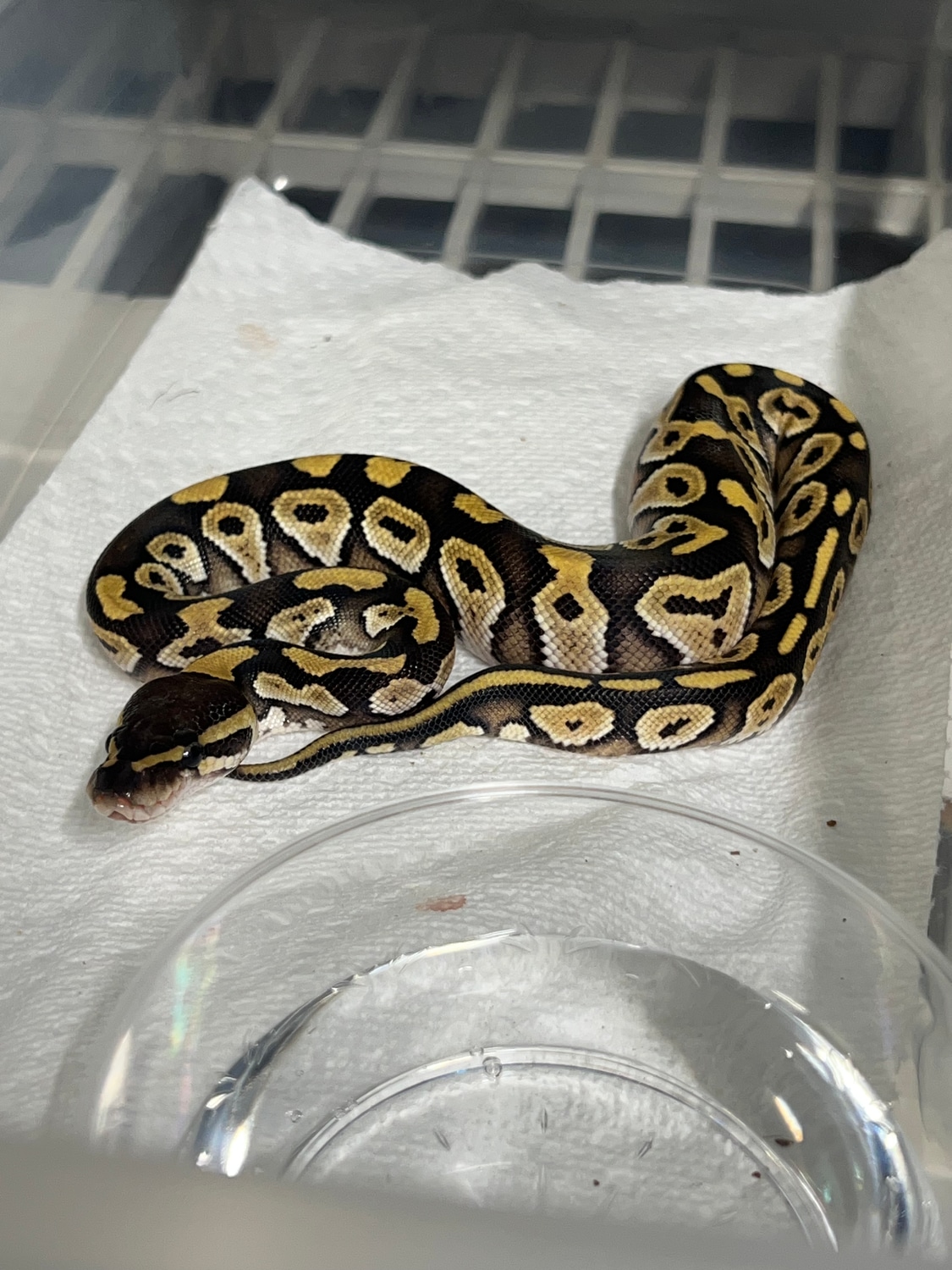 Buy One Get One! Chocolate Mojave 50% Hypo #2 Ball Python by DJs Constrictors - MorphMarket