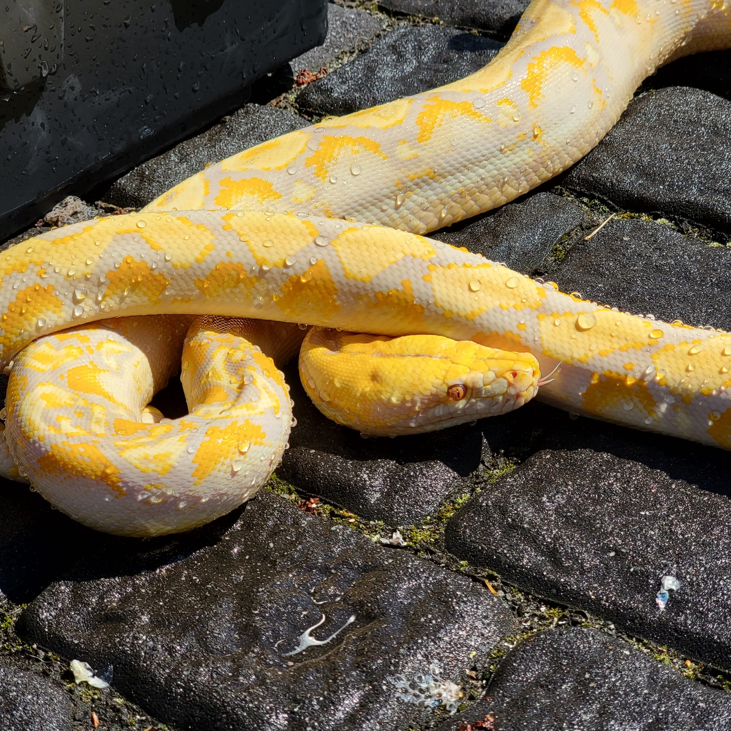 Lavender Het Pied Reticulated Python by Serpenotics - MorphMarket