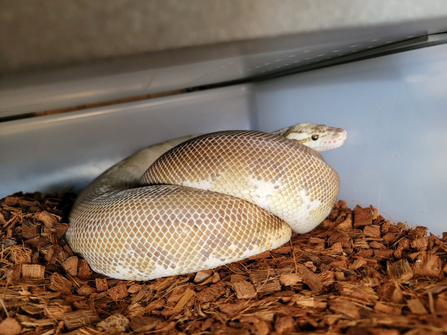 Black Pewter Lesser Enchi Ball Python by Serpenotics - MorphMarket