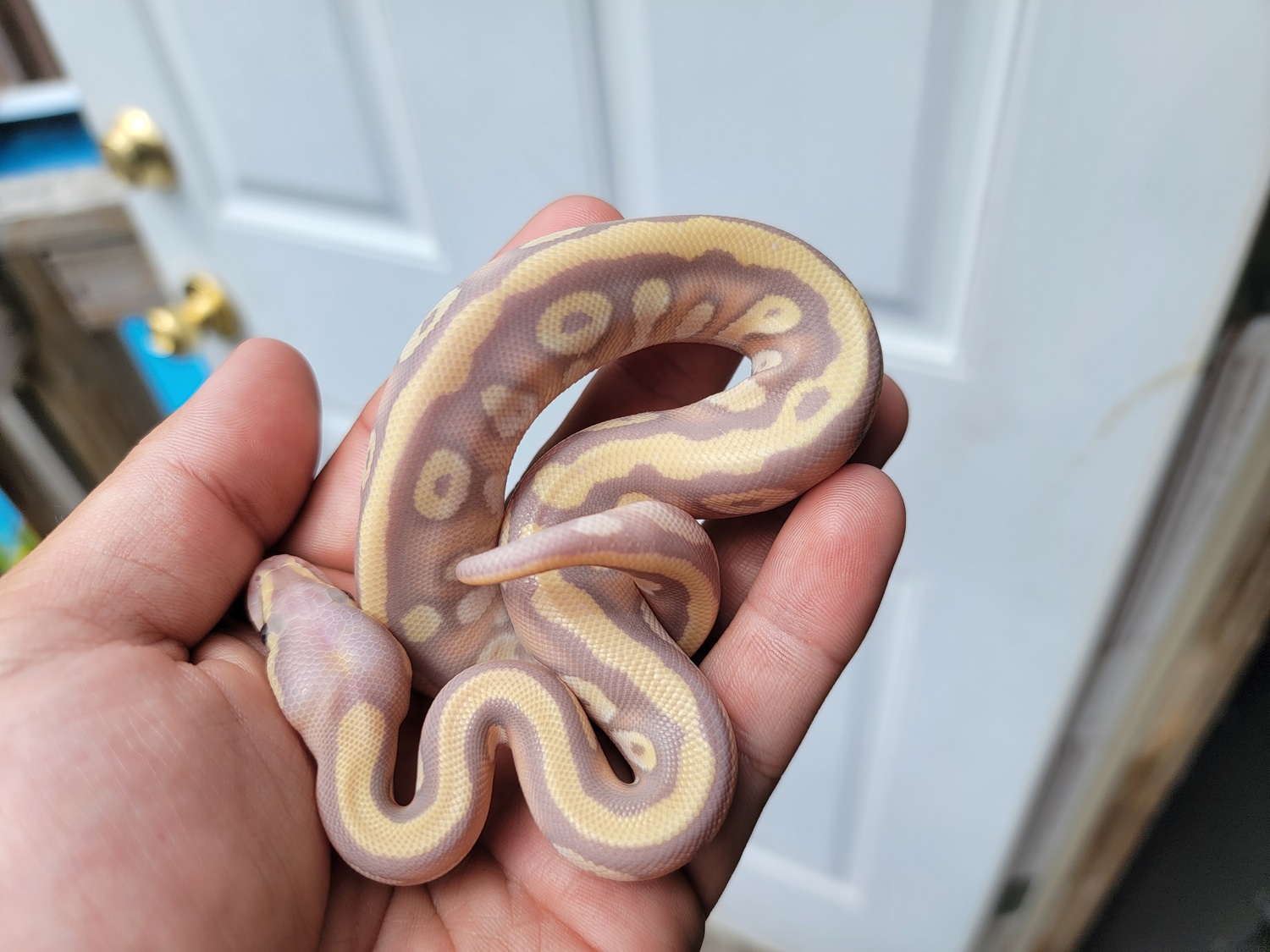 Banana Mojave Vanilla Het Pied Ball Python by Serpenotics - MorphMarket