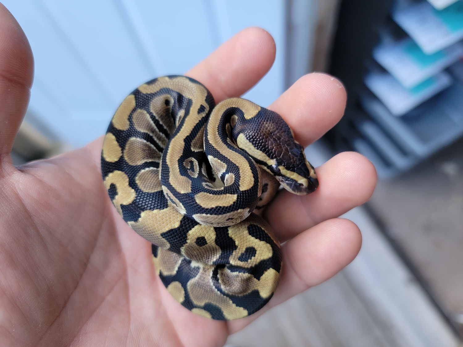 Normal Het Pied Ball Python by Serpenotics - MorphMarket