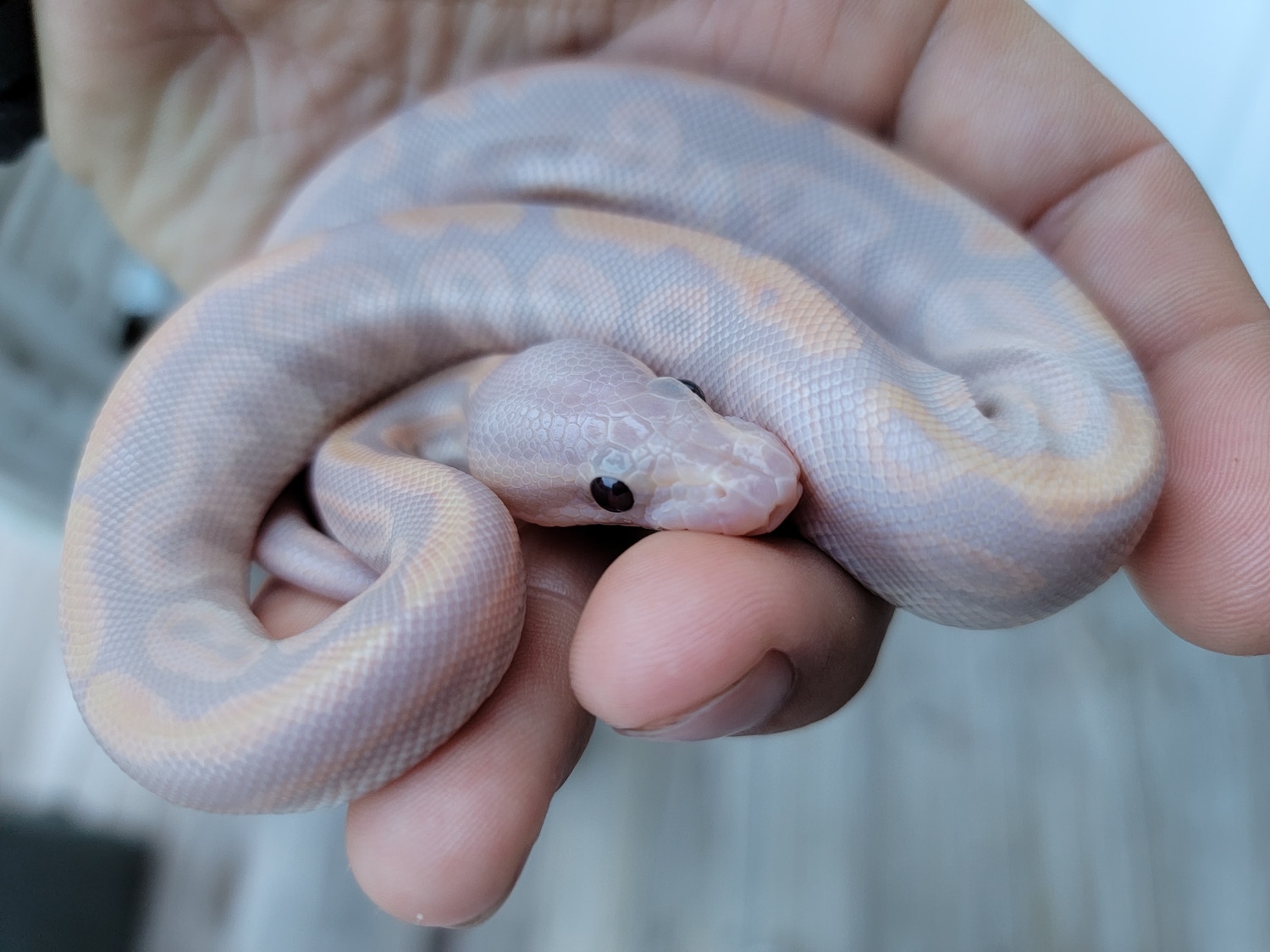 Super Banana Black Pastel Het Pied Ball Python by Serpenotics - MorphMarket