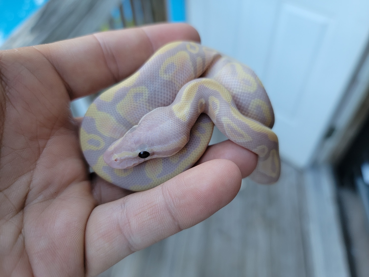 Super Banana Het Pied Ball Python by Serpenotics - MorphMarket