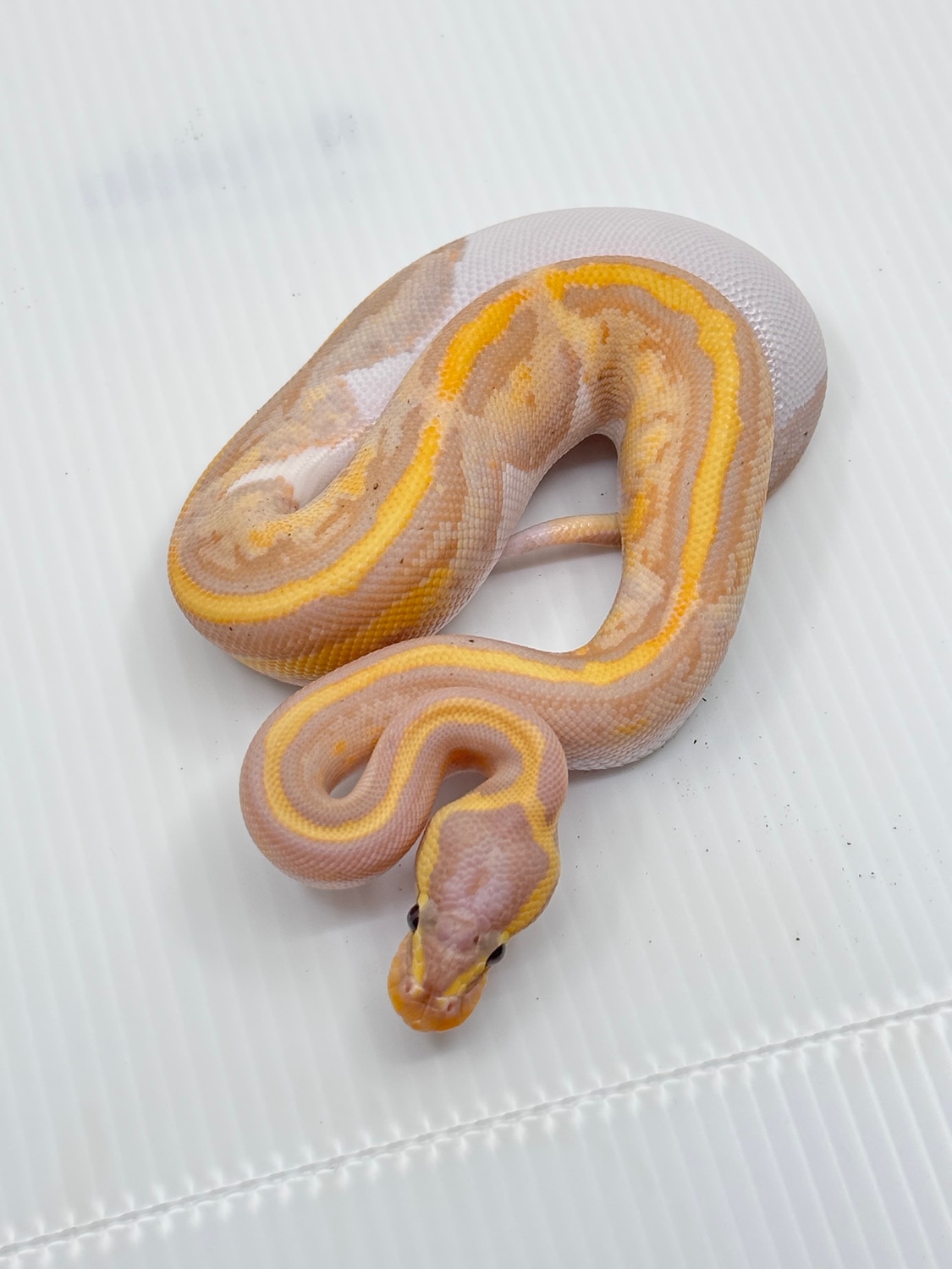 2022 Female Pastel Coral Glow Pied Orange Dream Het Clown Ball Python ...