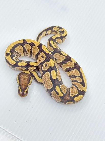 Fire Leo Triple Het Lav Clown Pied Ball Python by DJV Exotic Reptiles