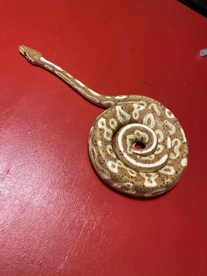 Rocky Ball Python by Kapple Reptiles and Exotics