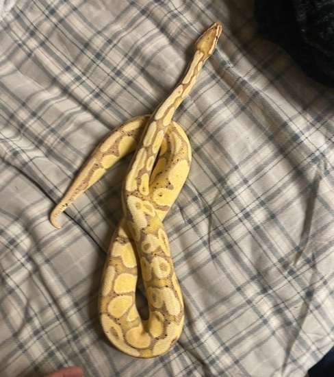 Loki Ball Python by Kapple Reptiles and Exotics