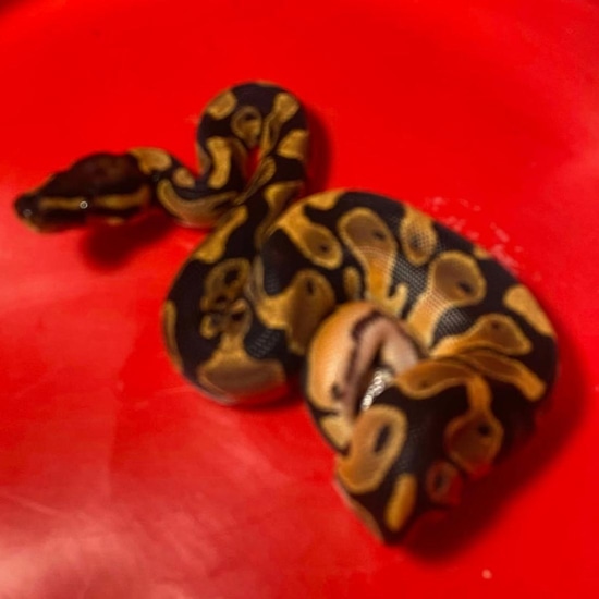 Orange Dream Ball Python by Kapple Reptiles and Exotics