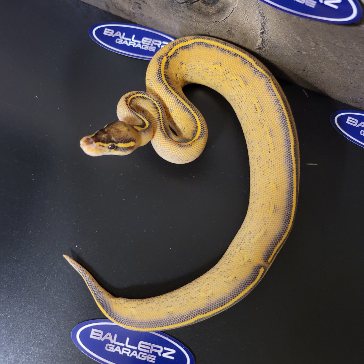 Highway Ball Python by Ballerz Garage - MorphMarket