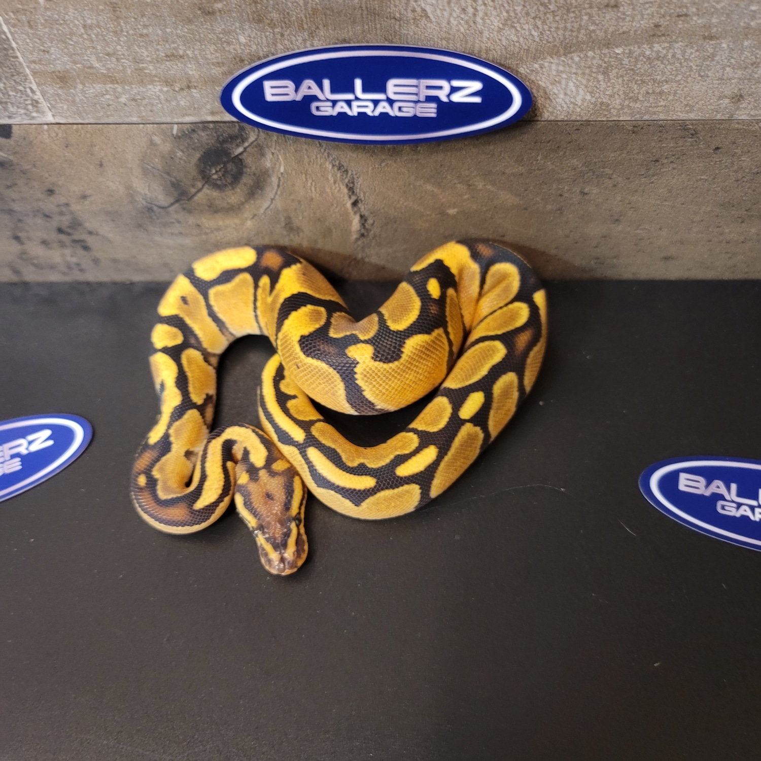 Orange Dream Fire Ball Python by Ballerz Garage - MorphMarket