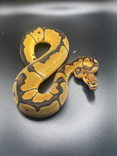 Enchi Clown Ball Python by 2020 Royal Morphs