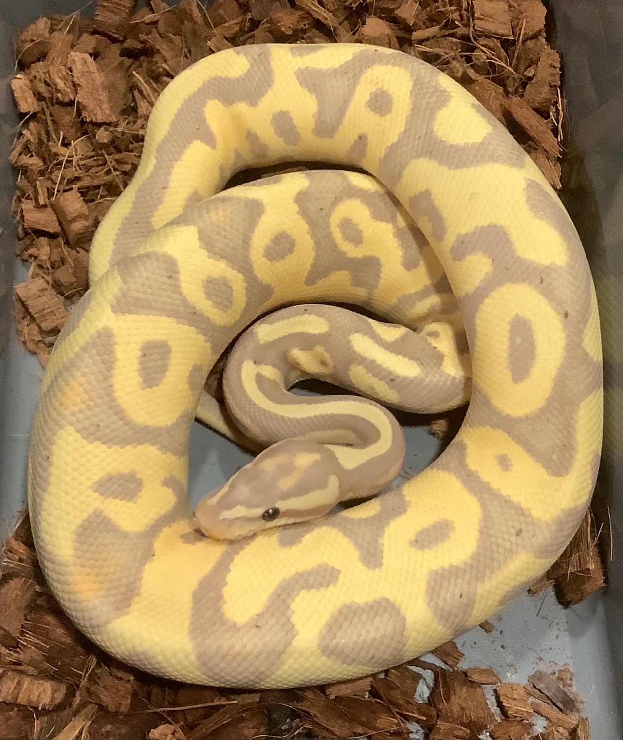 20 Banana Leopard 50%Het Clown Ball Python by Dok's Balls - MorphMarket