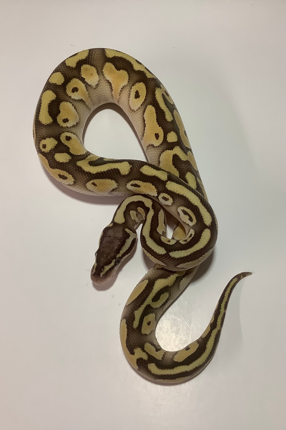 Pastel Lesser 100% Het Clown 50% Pos Het VPI Axanthic Ball Python by ...