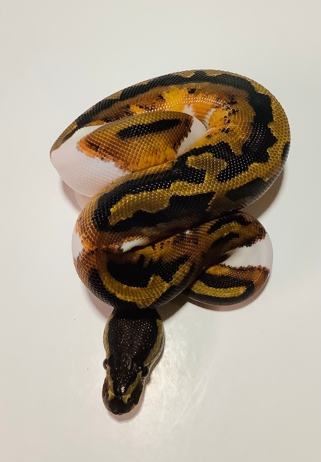 Pied Ball Python by Dok's Balls - MorphMarket