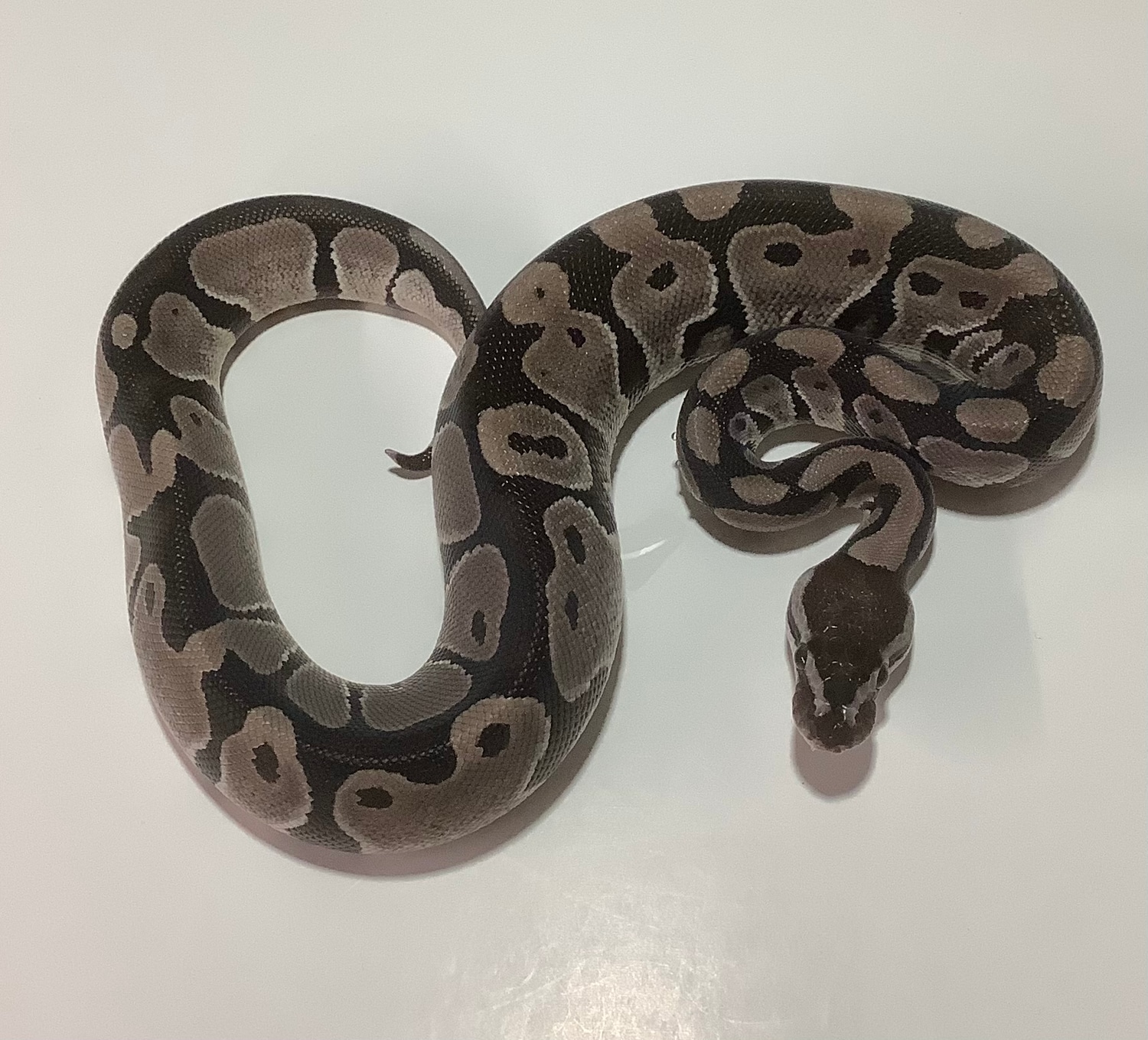 VPI Axanthic 100% Het Clown Ball Python by Dok's Balls - MorphMarket