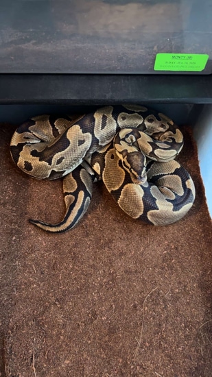 Normal Ball Python by Flomo Pythons