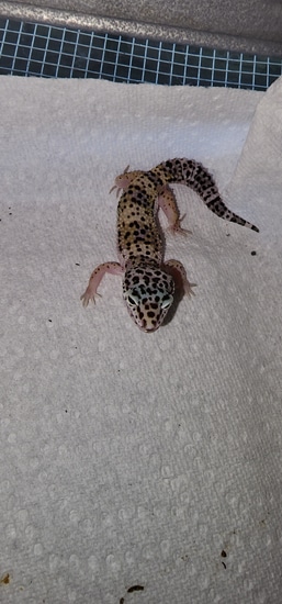 Mack Snow Leopard Gecko by Dkmonsterreptiles