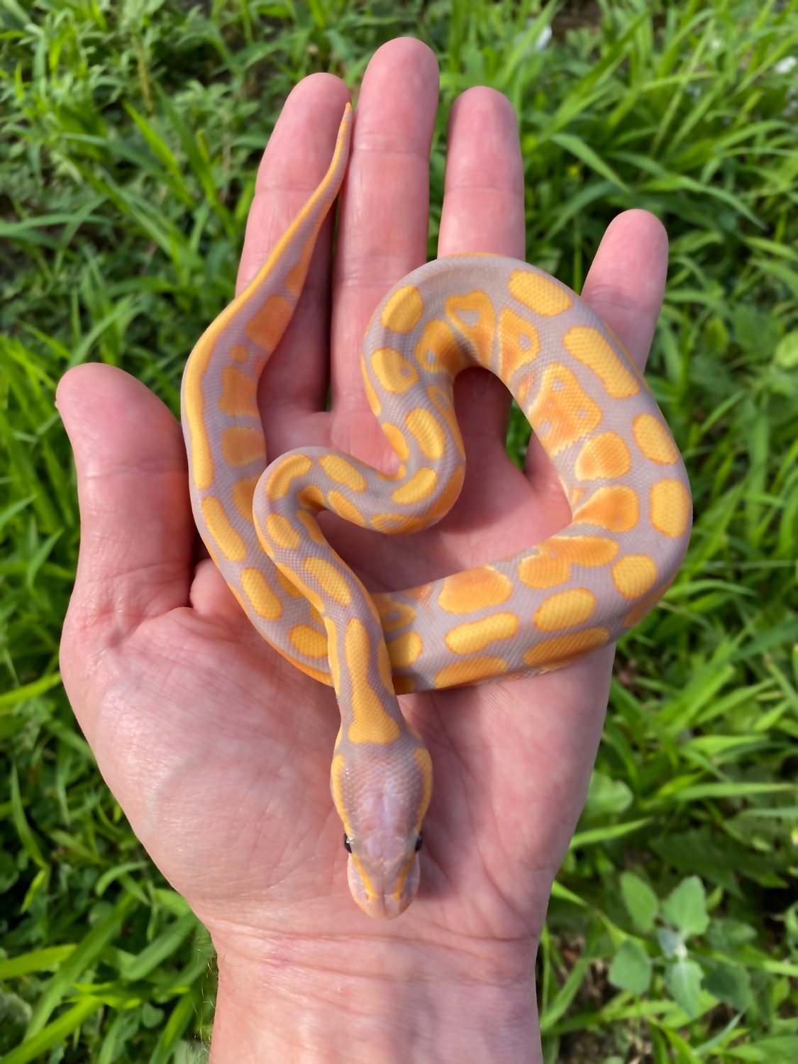 Nr Mandarin Enchi Banana 66% Het Clown Ball Python by Wild Things Pet ...