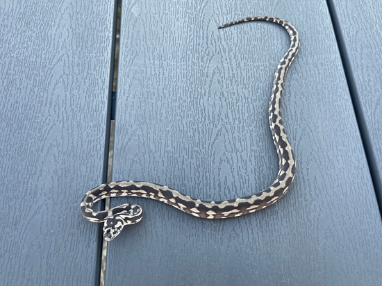 Axanthic 100% Het Granite Morelia Spilota Harrisoni Irian Jaya Carpet ...