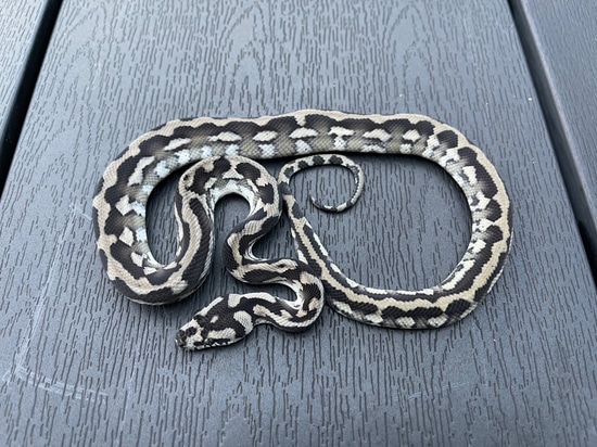 Axanthic 100% Het Granite Morelia Spilota Harrisoni Irian Jaya Carpet ...
