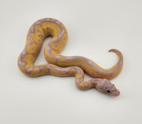 Super Banana Clown Pos Blade Ball Python by Krauel's Exotics