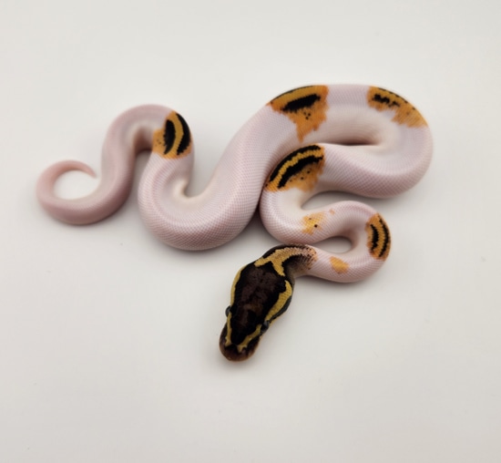 Orange Dream Yellowbelly Calico Piebald Ball Python by Krauel's Exotics
